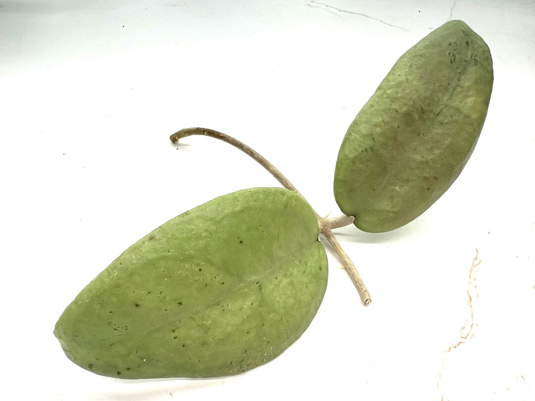 A.hoya Menak Sopal (silver Leaves) - Top Cut Water Rooted - Etsy