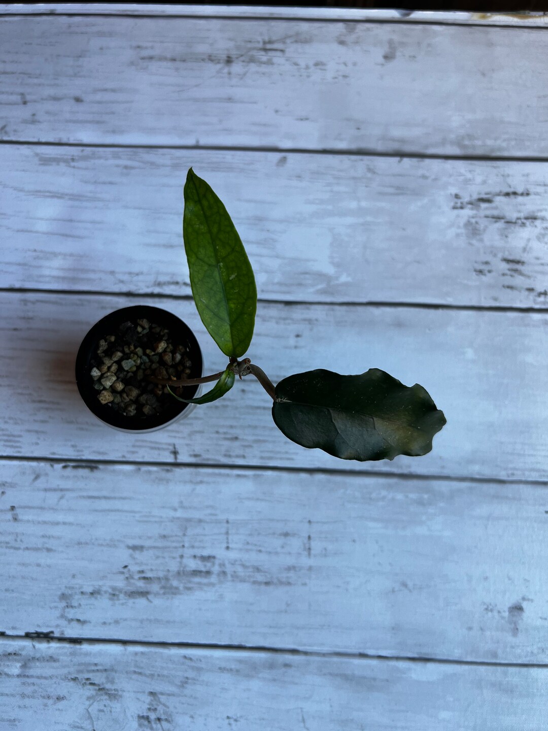 Hoya Sp Vietnam Wavy Leaves - Etsy