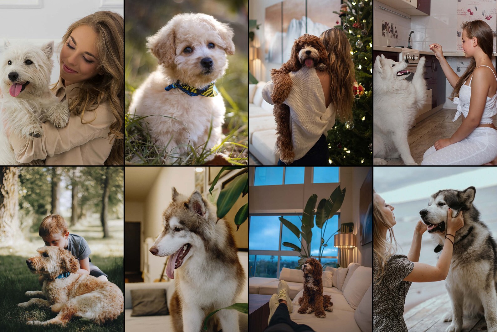 10 Pet And I Video LUTs Presets, Animal brillante LUT preset, Filtro de ...