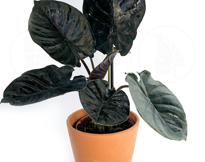 Alocasia Infernalis (black Panther) *** RARE PLANT*** - Etsy