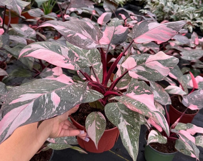 Philodendron Pink Princess Marble "high Pink Color" :indoor Plants ...