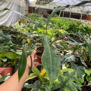 Philodendron Joepii (rare Plant) - Live Indoor Houseplant – Easy Care ...