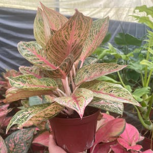 Aglaonema Golden Powder - Etsy