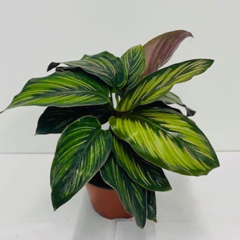 Calathea - Etsy