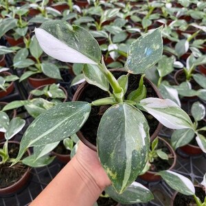 Philodendron White Wizard “high Color” - Live Indoor Houseplant – Rare ...