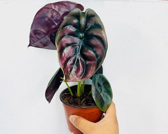 Alocasia Cuprea Red Secret S XL Size - Etsy