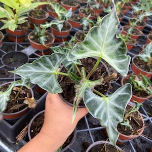 Alocasia Loco : Indoor Plants - Easy Care Houseplant - Starter Plant ...