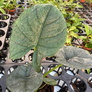 Alocasia Bisma : Indoor Plants - Easy Care Houseplant - Starter Plant ...