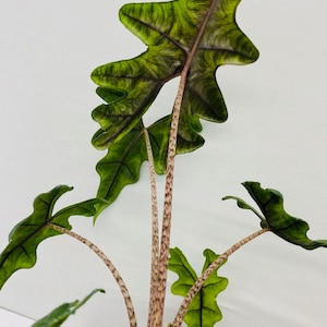 Alocasia Jacklyn "rare Plant" : Indoor Plants - Easy Care Houseplant ...