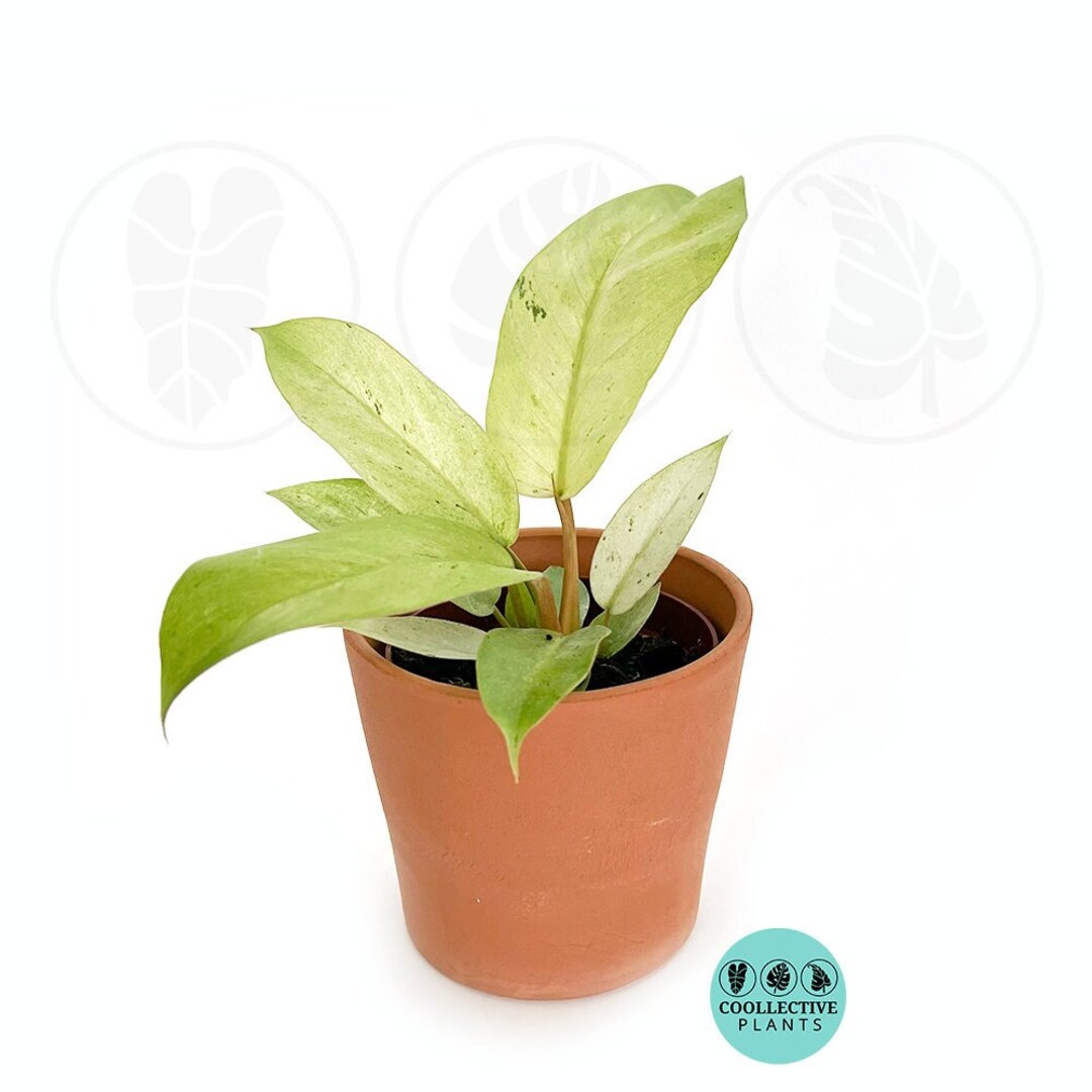 Philodendron Snowdrift : Indoor Plants Easy Care Houseplant Starter ...