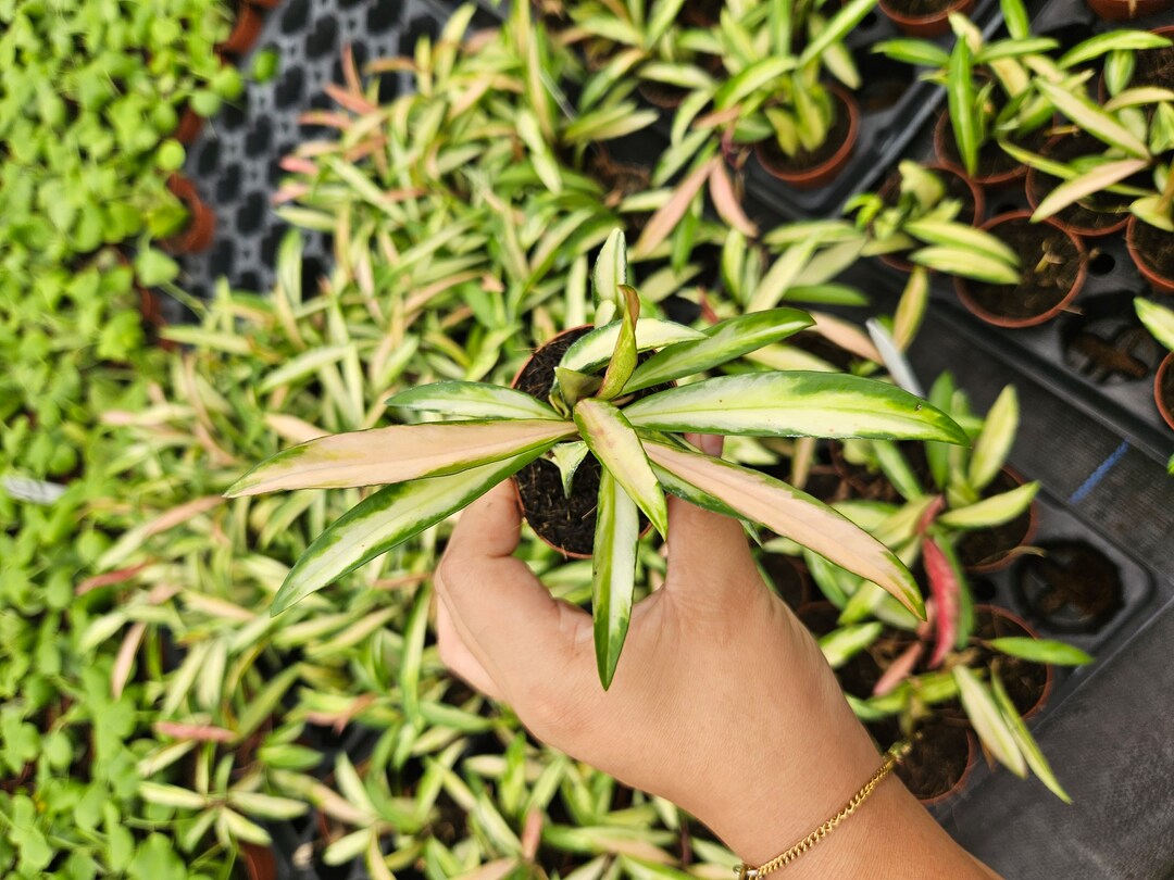 Hoya Wayetti Tricolor: Trailing Hoya With Green, Cream & Pink Leaves ...