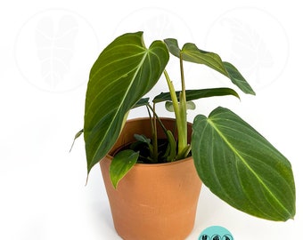 Philodendron Squamiferum : Indoor Plants Easy Care Houseplant Starter ...