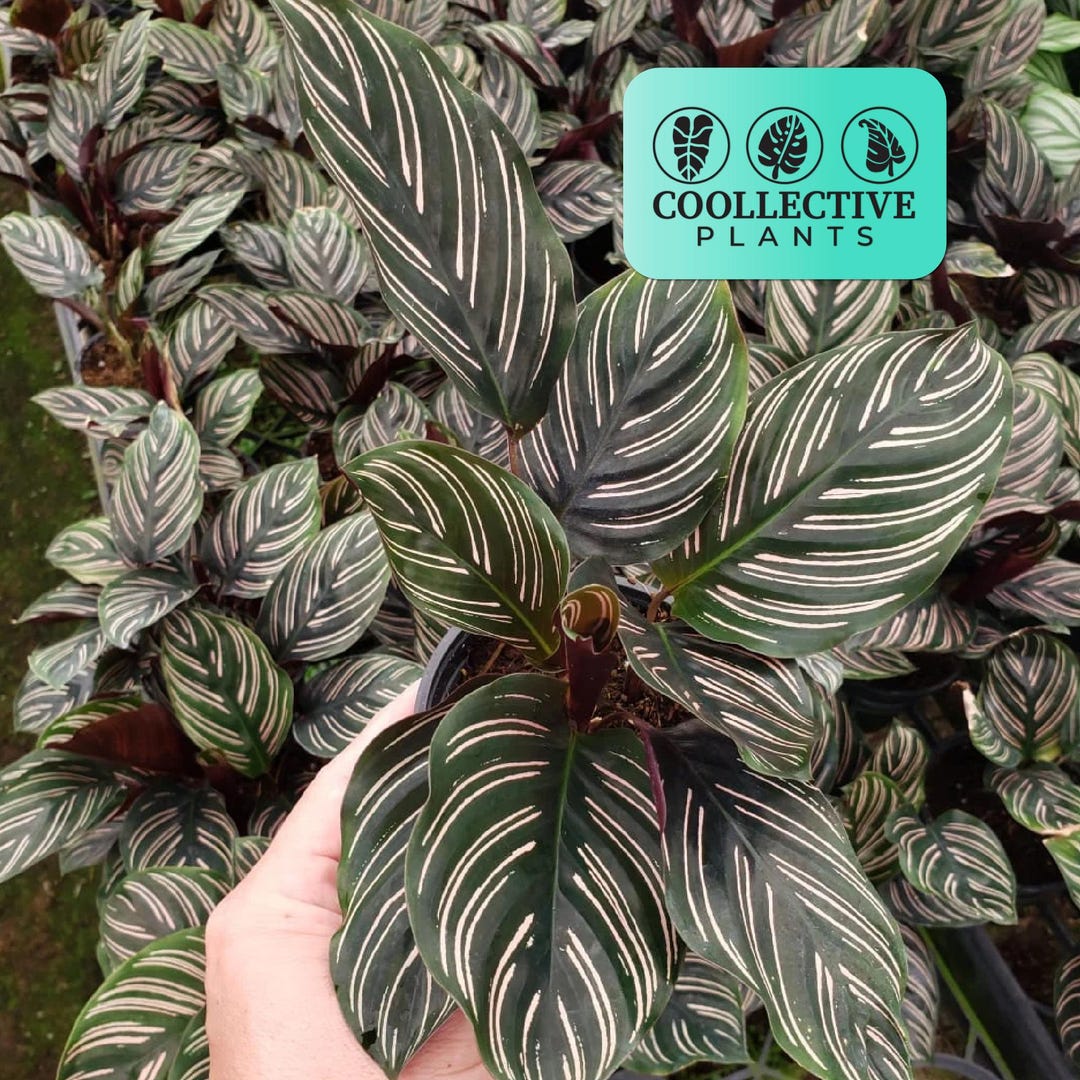 Calathea Ornata - Live Tropical Indoor Plant – Pink Striped Prayer ...