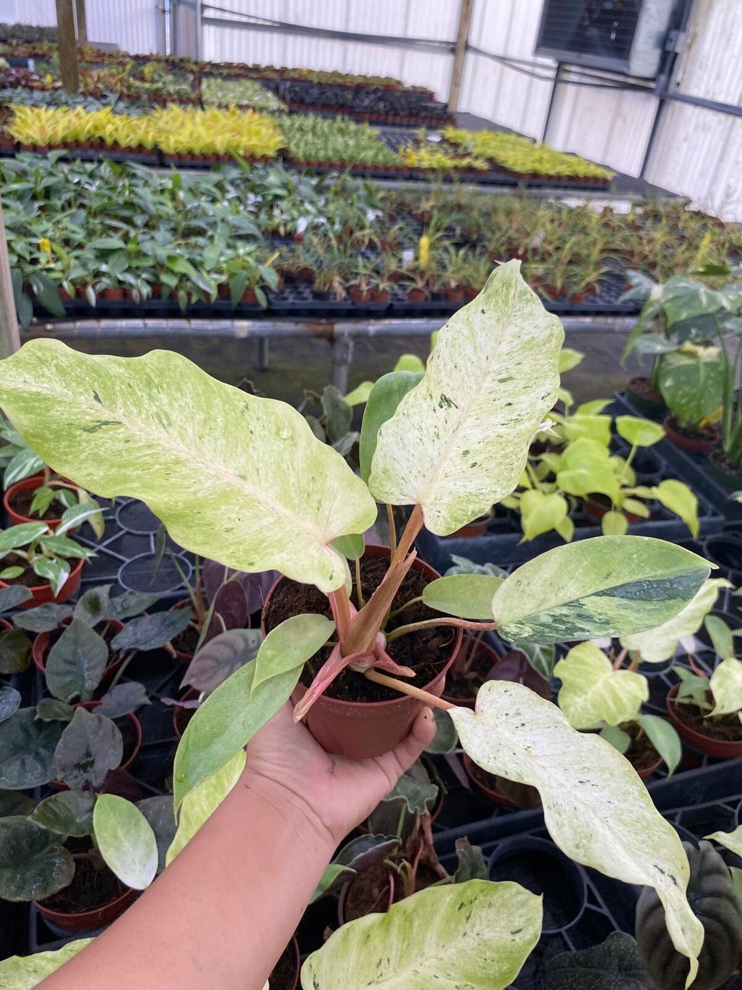 Philodendron Snowdrift : Indoor Plants - Easy Care Houseplant - Starter ...