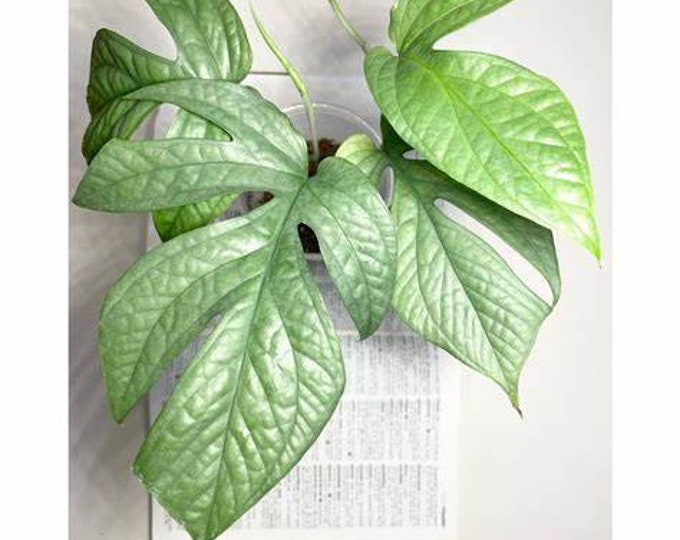 2" Monstera Amydrium "spiderman" - Etsy