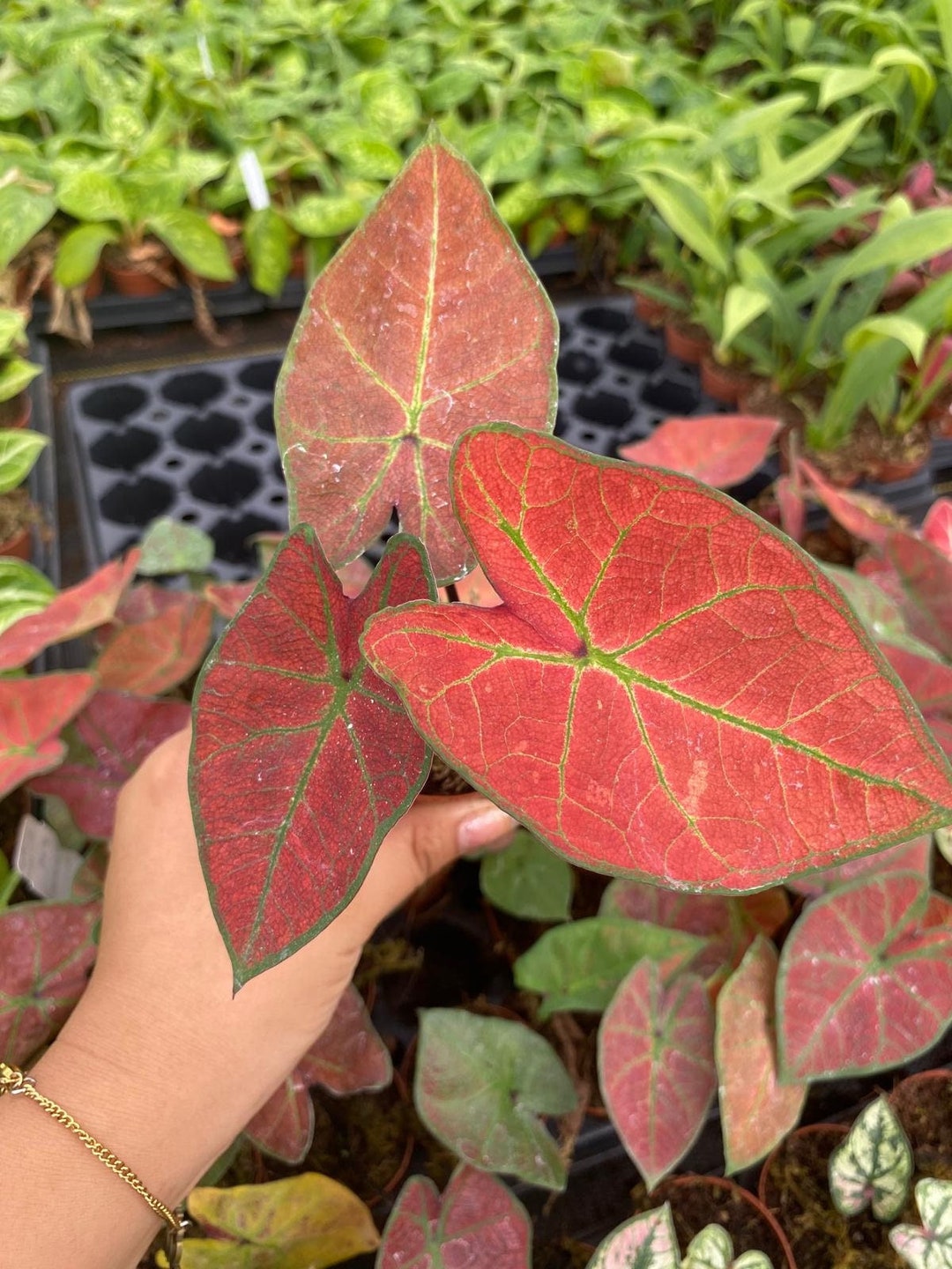 2" Caladium Sunshine - Etsy