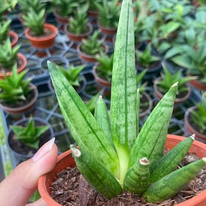 Sansevieria Hedgehog Live Plant – Unique Spiky Snake Plant – Low ...