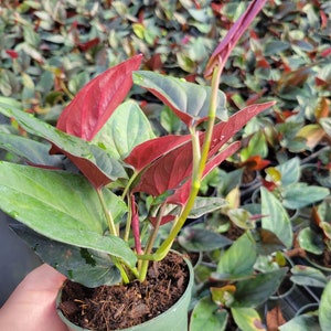 Syngonium Erythrophyllum "red Arrow": Live Indoor Plants - Easy Care ...