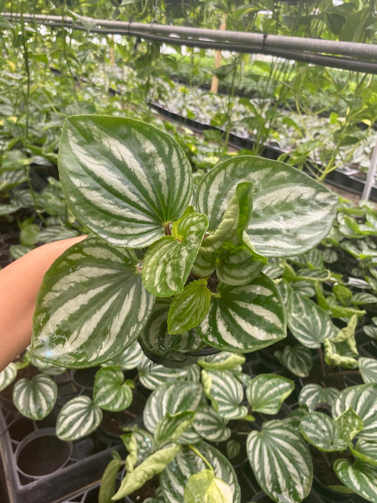 4" Peperomia Ecuador - Etsy