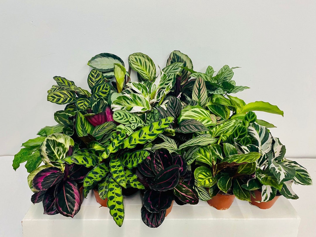 4" Calathea Assorted Special – Live Calathea Indoor Plant – Easy Care ...