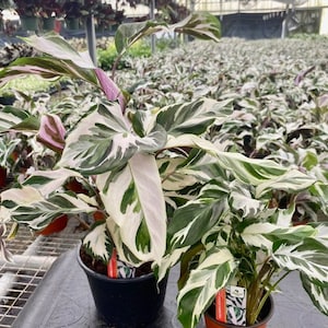 Calathea Stella : Indoor Plants - Easy Care Houseplant - Starter Plant ...