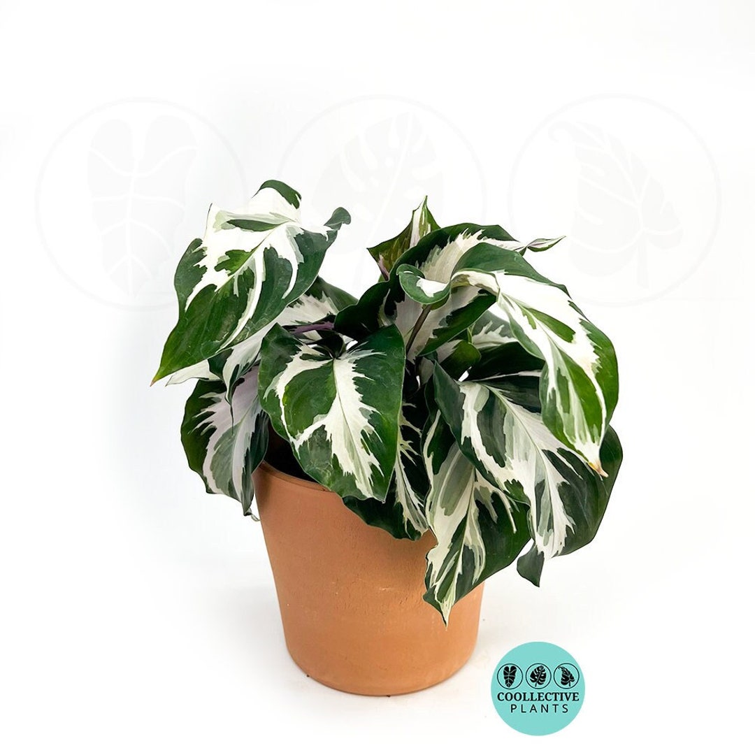 Calathea Stella - Live Indoor Houseplant – Easy Care Tropical Starter ...
