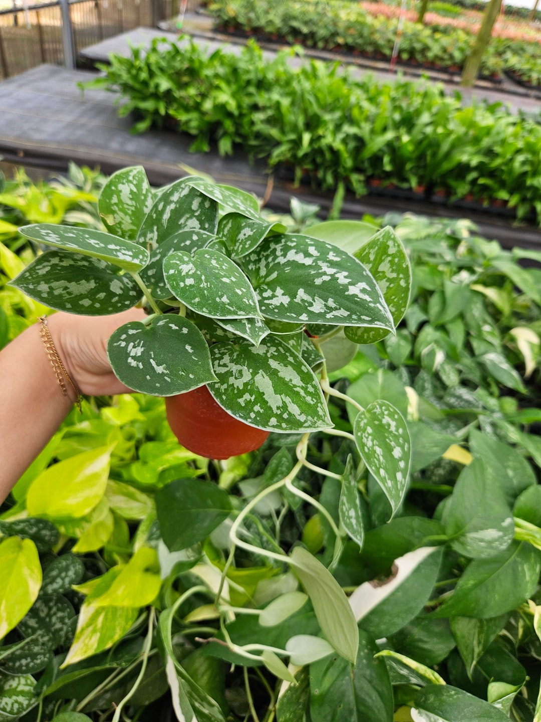 Pothos Satin Philly: Beginner Friendly Indoor Vine – Low Maintenance ...