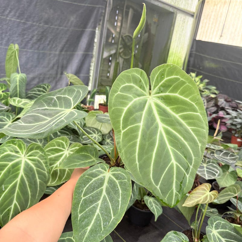 Anthurium Rare Plants - Etsy