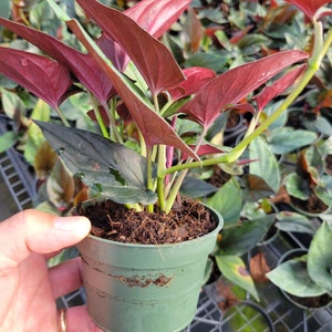Syngonium Erythrophyllum "red Arrow": Live Indoor Plants - Easy Care ...