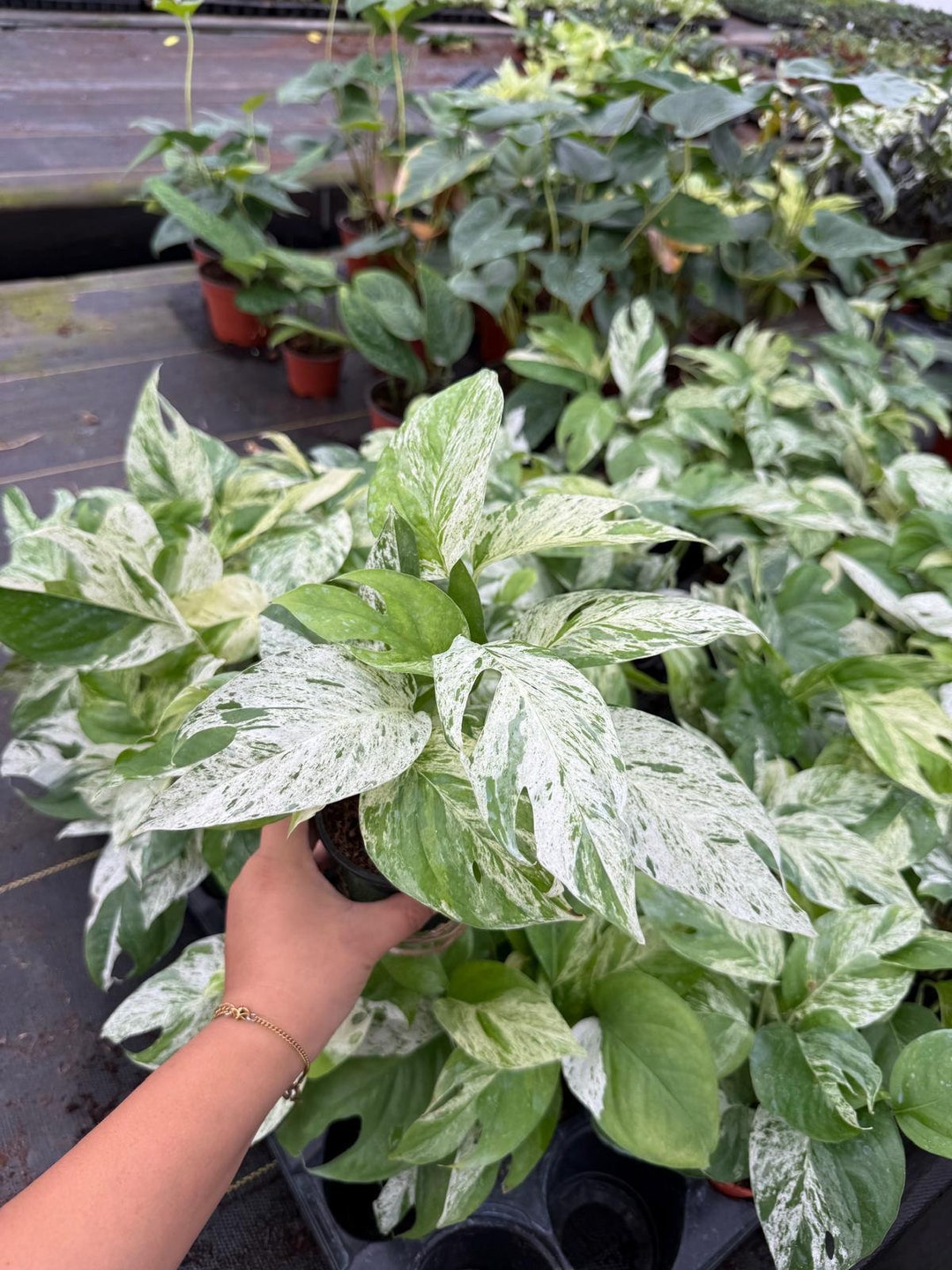 Epipremnum Pinnatum Marble "rare Plant" - Etsy