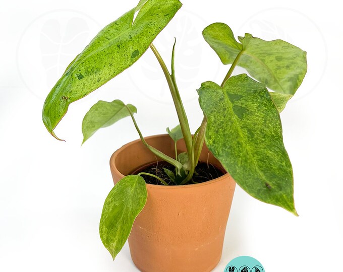 Philodendron Paraiso Verde : Indoor Plants - Easy Care Houseplant ...