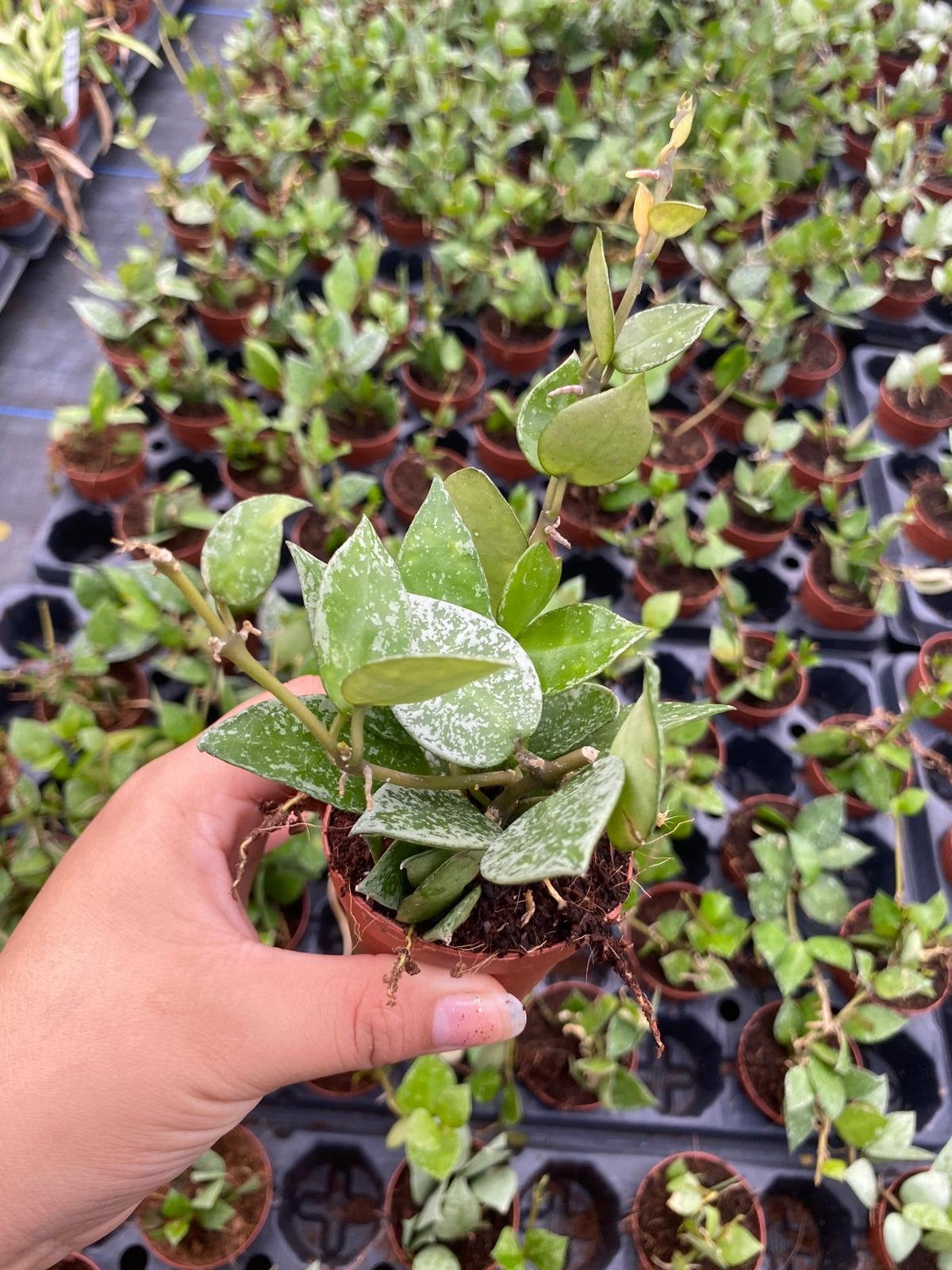 Hoya Krohniana Splash Live Plant – Rare Mini Trailing Hoya – Beginner ...