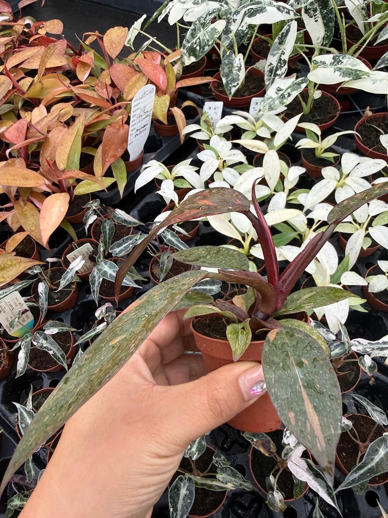 4" Pot Philodendron Sunspot – Rare Tropical Houseplant, Bright Green ...