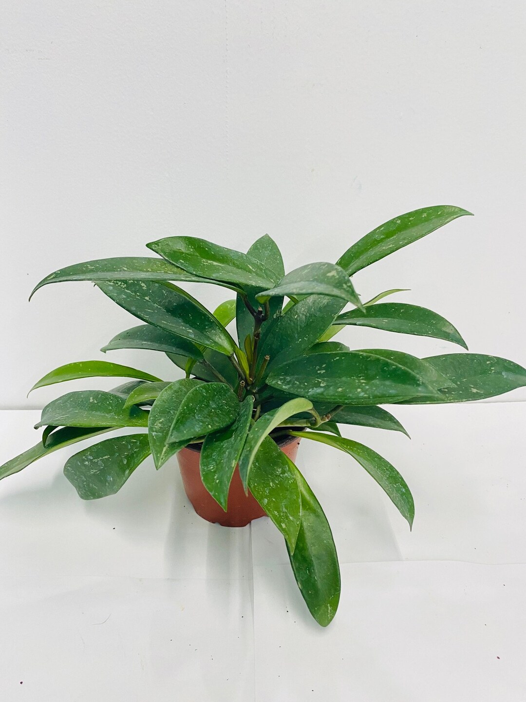 Hoya Silver Splash : Indoor Plants Easy Care Houseplant - Etsy