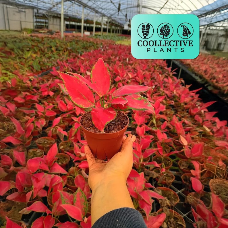 Aglaonema Rubi Garuda – Rare Pink Aglaonema | Bright Pink Houseplant ...