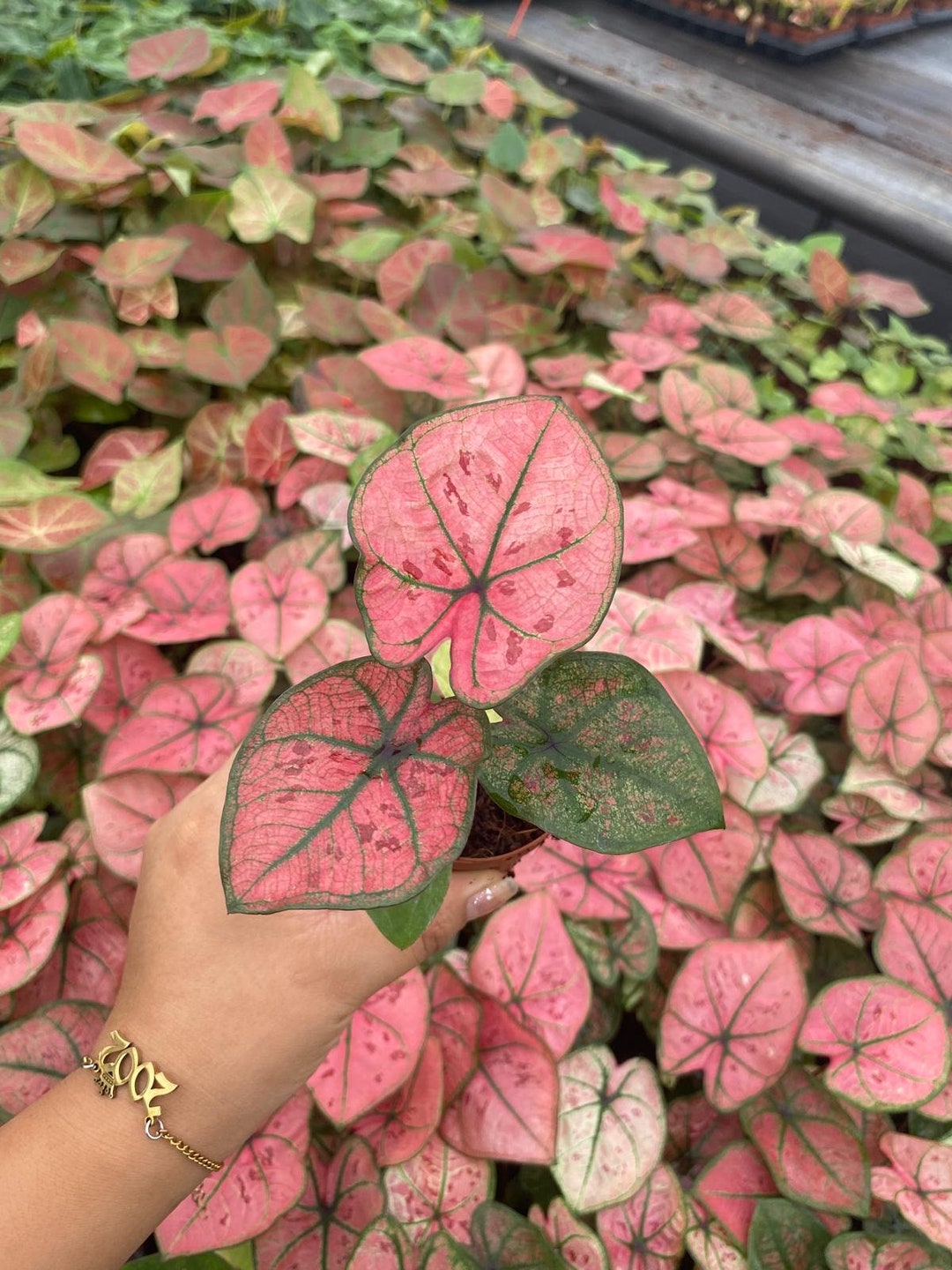 Caladium the Scarlet Girl - Etsy