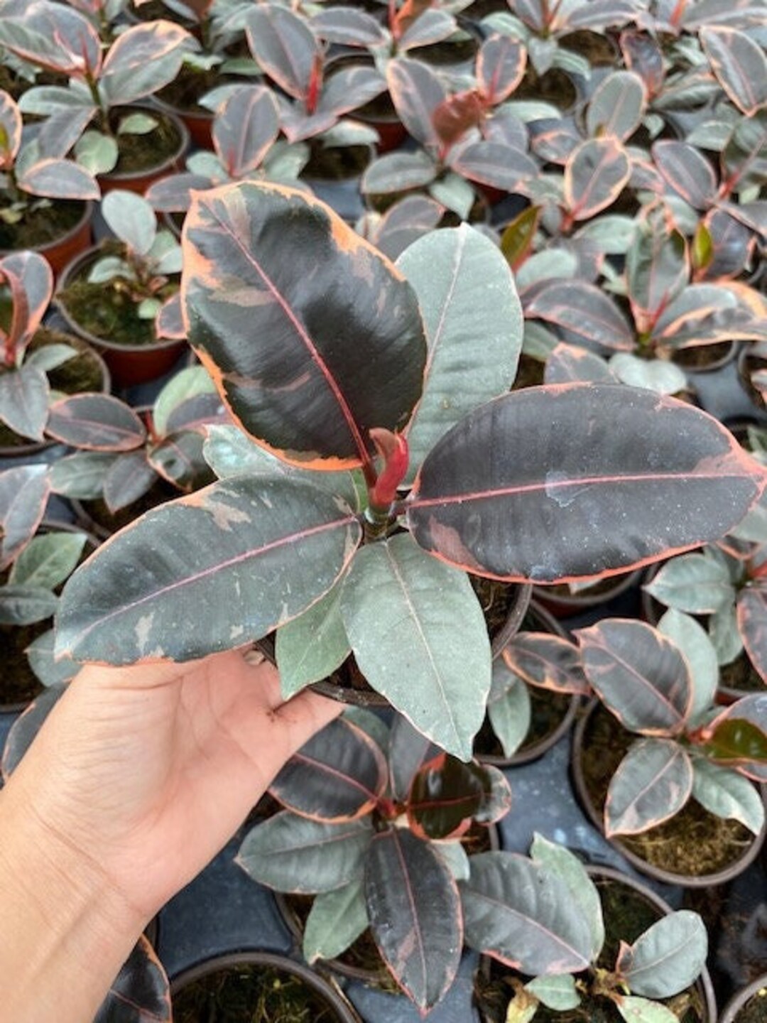 Ficus Ruby Variegated : Indoor Plants - Easy Care Houseplant - Starter ...