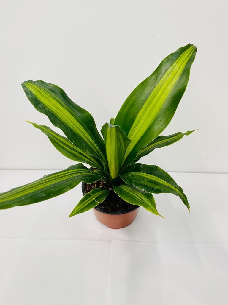 4" Dracaena Giganta – Tall Indoor Houseplant – Easy Care Live Plant ...