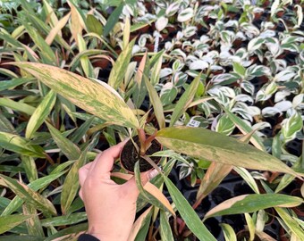 Philodendron Caramel Marble Large Tissue Culture | Variegated ...