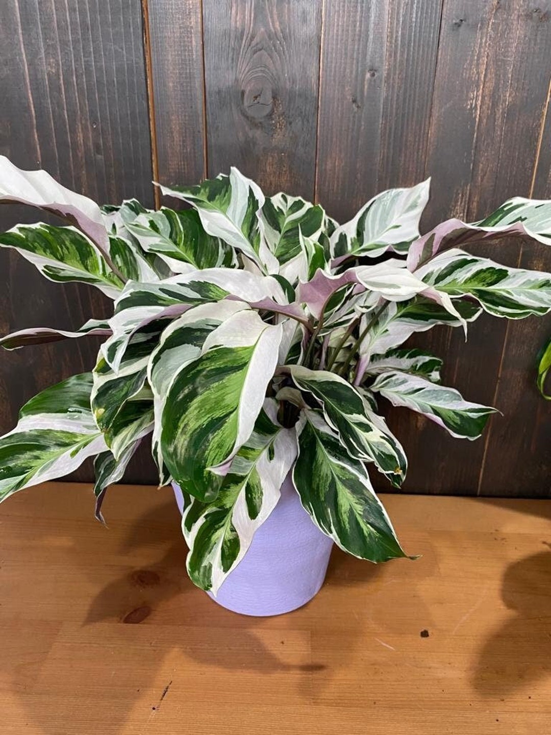 Calathea Fusion White – Live Variegated Tropical Plant for Home or ...