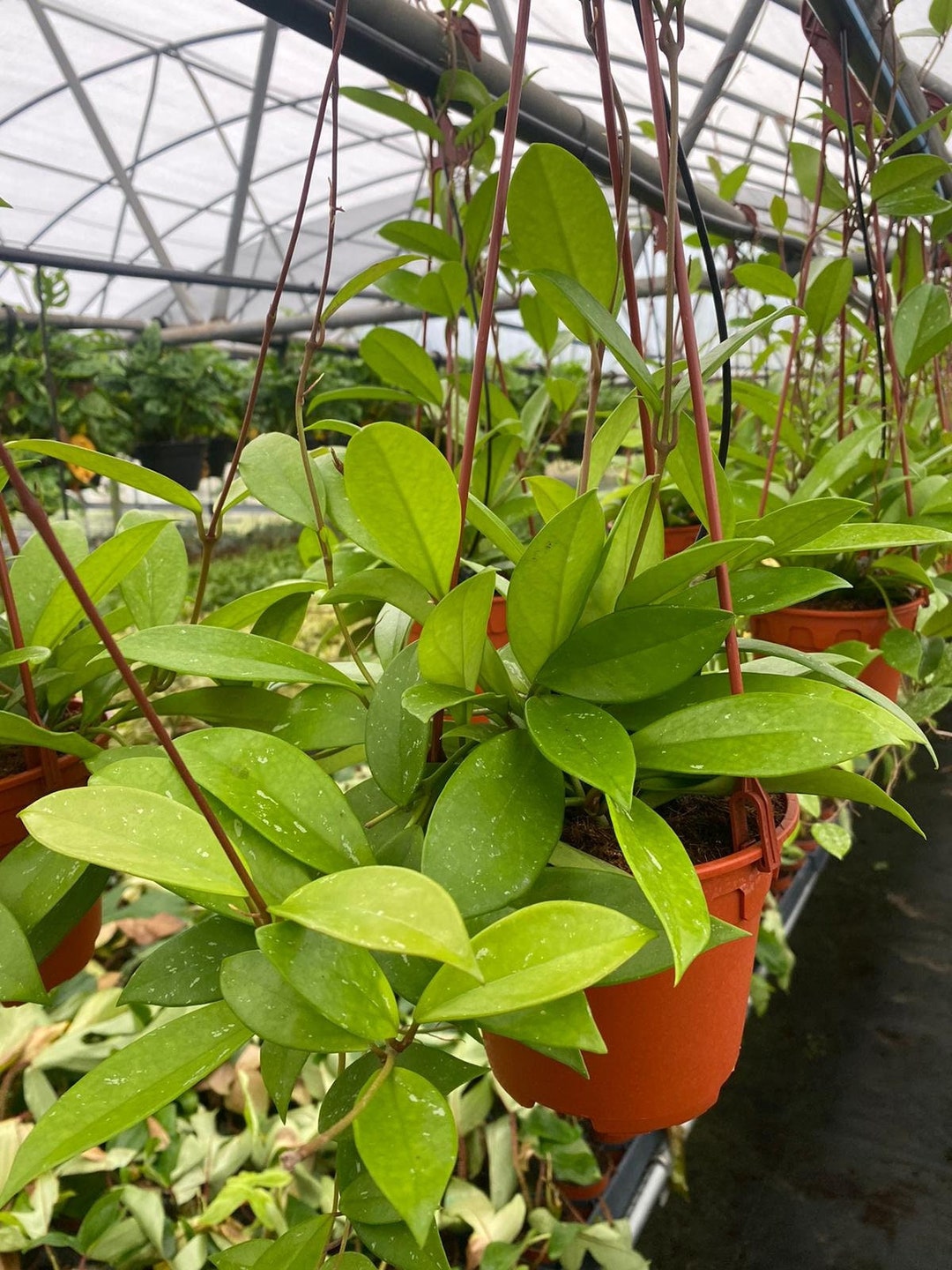 Hoya Silver Splash HB : Indoor Plants Easy Care Houseplant Starter ...