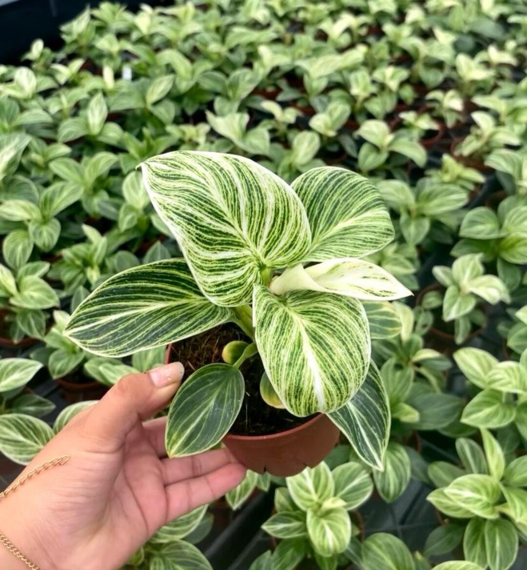 Philodendron Birkin - Easy Care Live Indoor Plant – Tropical Houseplant ...