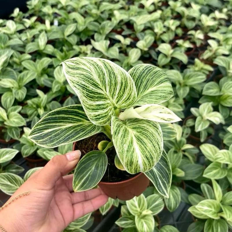 Galaxy Indoor Plant - Etsy