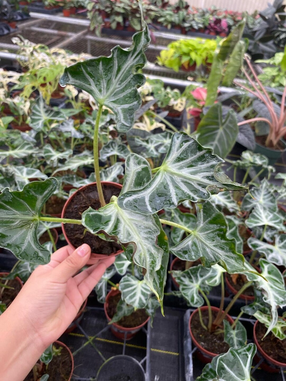 Alocasia Loco : Indoor Plants Easy Care Houseplant Starter Plant ,live ...