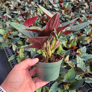 Syngonium Erythrophyllum "red Arrow": Live Indoor Plants - Easy Care ...