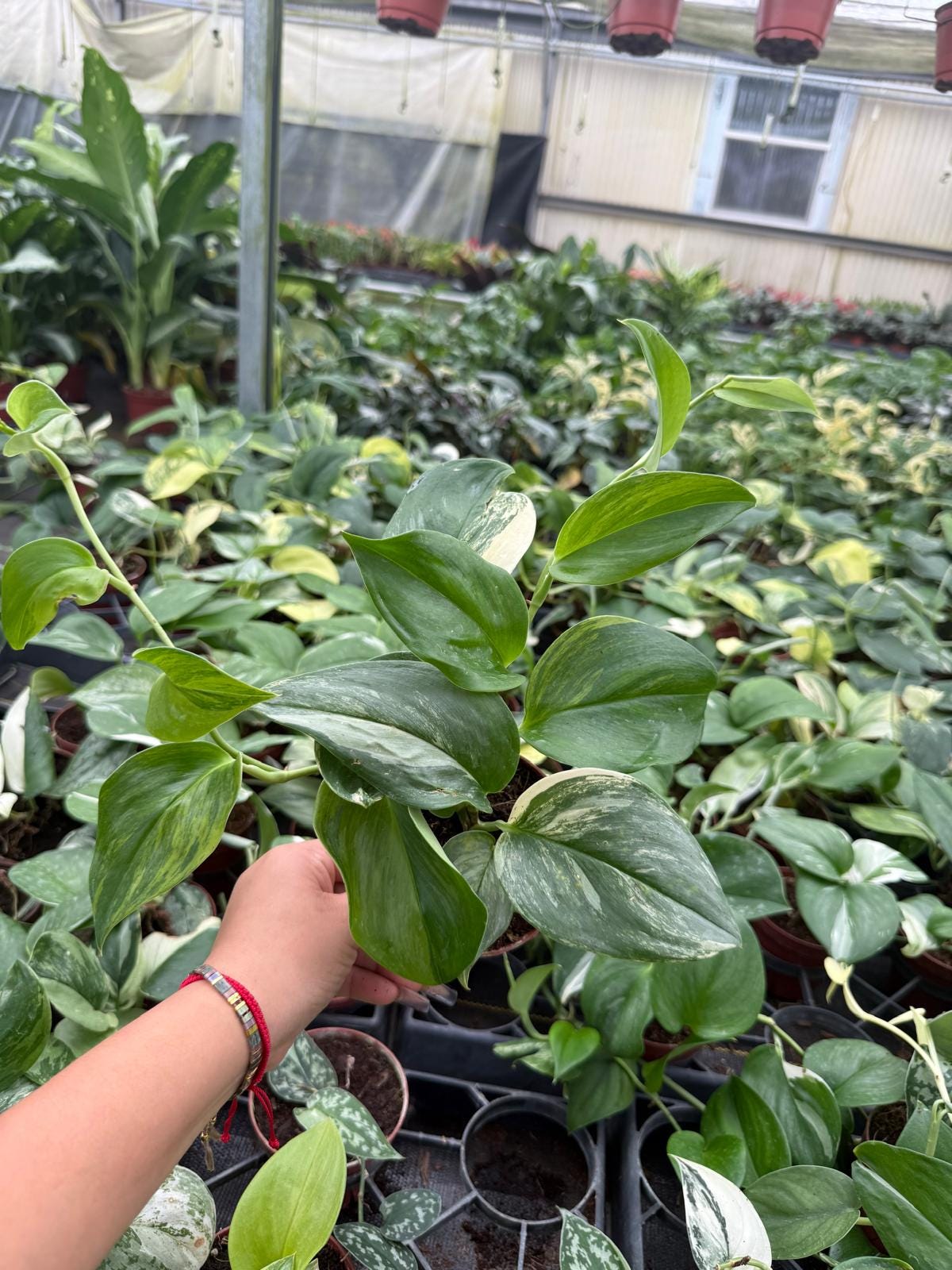 Scindapsus Rubicon Variegated Live Plant – Rare Variegated Indoor ...