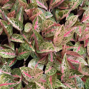 Aglaonema Golden Powder - Etsy
