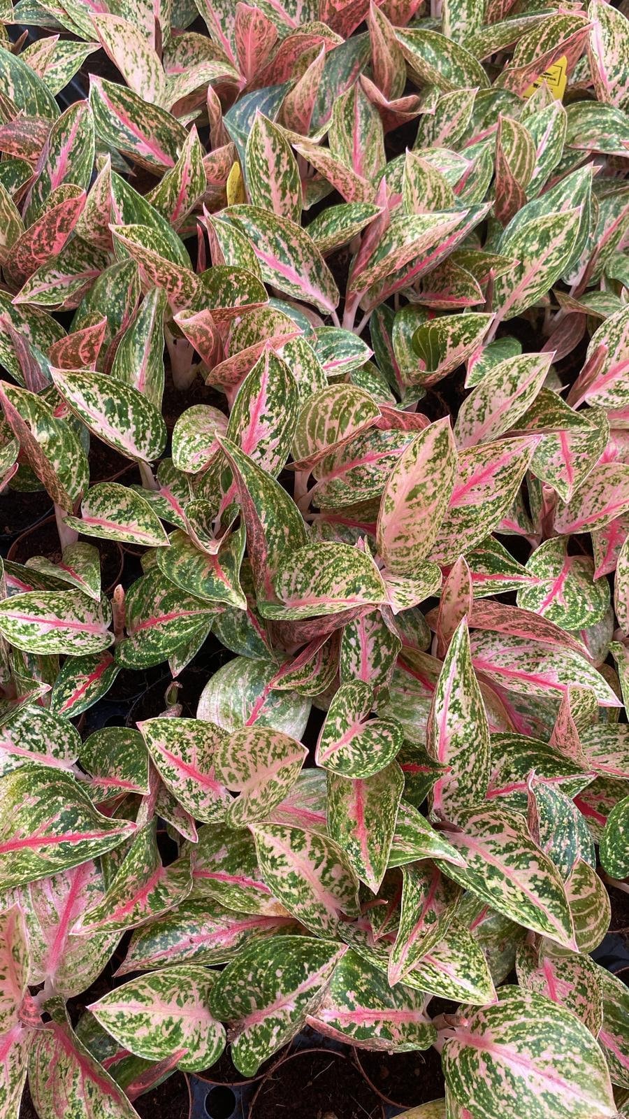 Aglaonema Golden Powder - Etsy