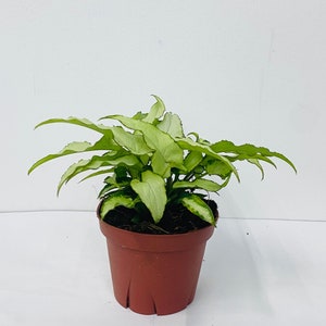 Syngonium Silver Fox : Indoor Plants - Easy Care Houseplant - Starter ...