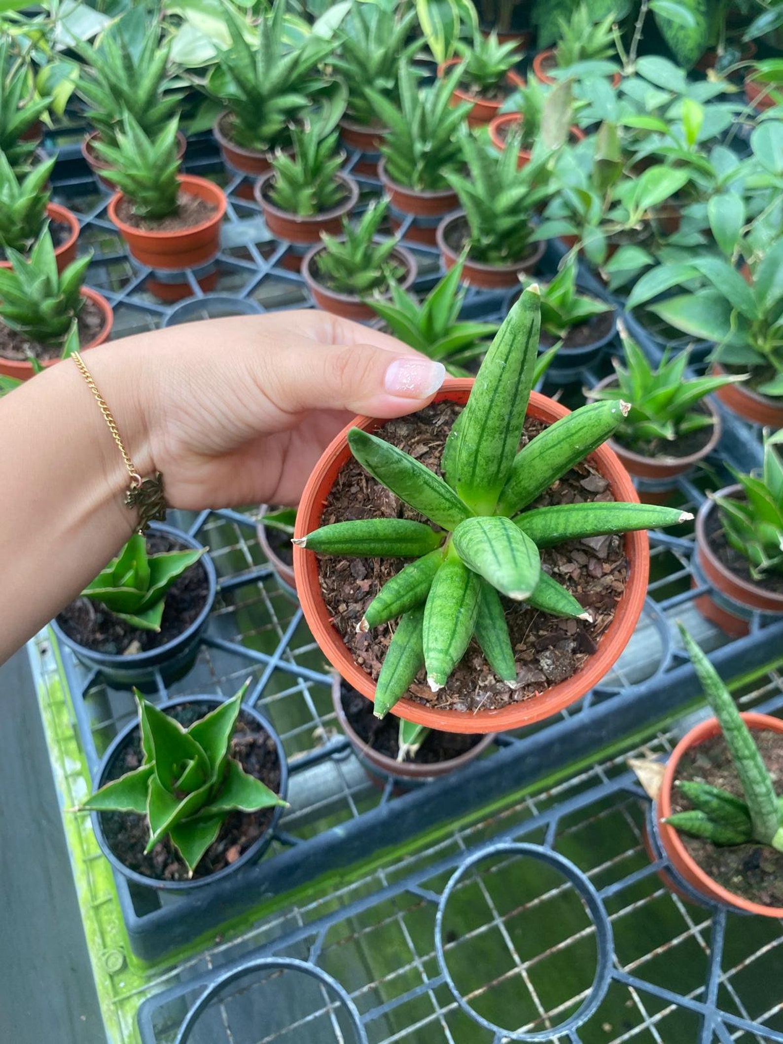 Sansevieria Hedgehog Live Plant – Unique Spiky Snake Plant – Low ...
